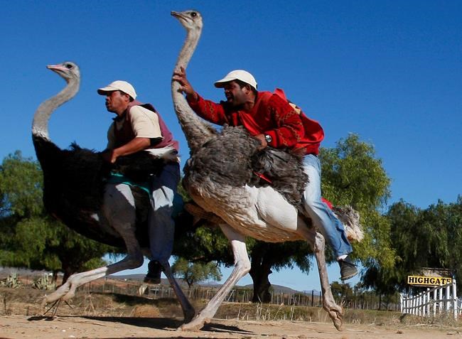 Bird-riding loses lustre in South Africa's ostrich capital | iNFOnews ...