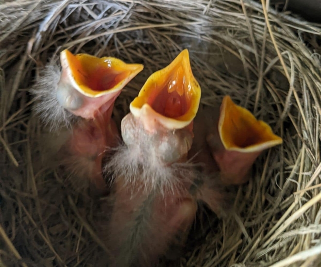 iN PHOTOS: Robins raise family in nest on Summerland front door ...