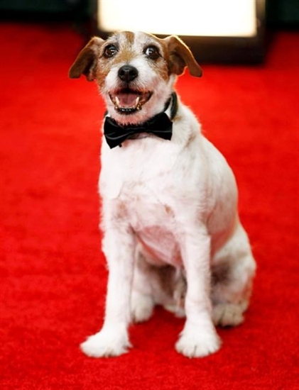 Uggie the canine actor, known for role in Oscar-winning movie 'The ...