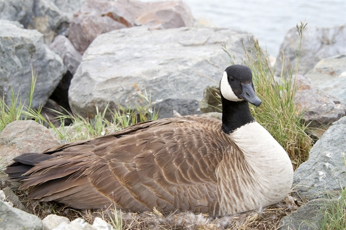 Goose addling program gearing up to shake an egg | iNFOnews | Thompson ...