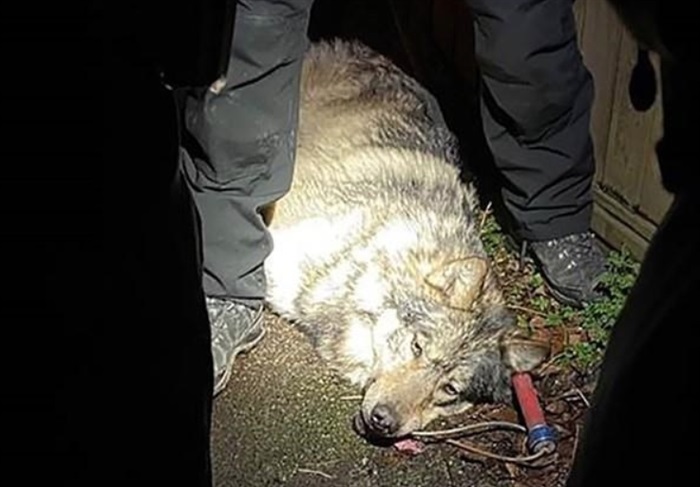 Wolf safely captured after wandering through Victoria near B.C ...