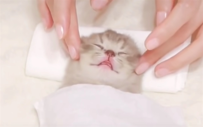TRENDING NOW: Adorable tiny kitten gets a spa treatment | iNFOnews ...