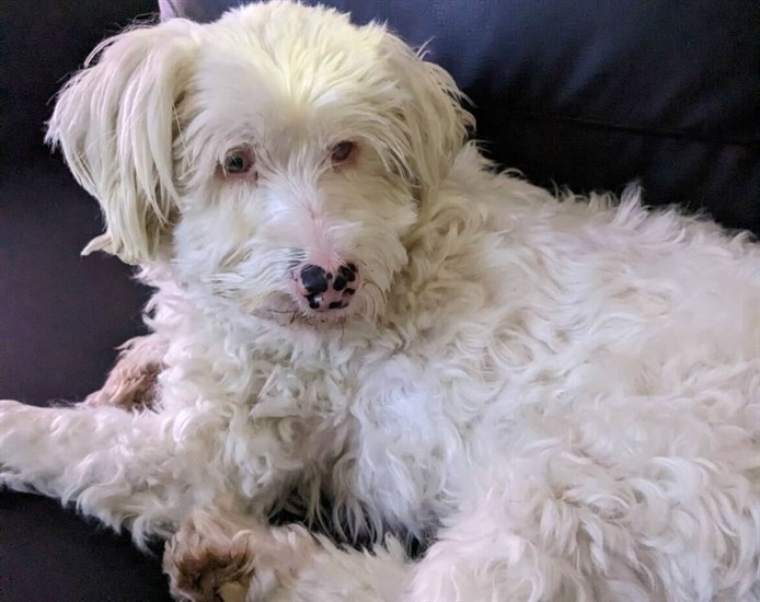 Blind and deaf stray dog finds forever home in Penticton | iNhome