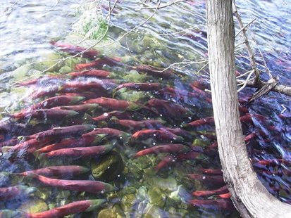 Who let the fish out? Penticton Indian Band opens hatchery | iNFOnews ...